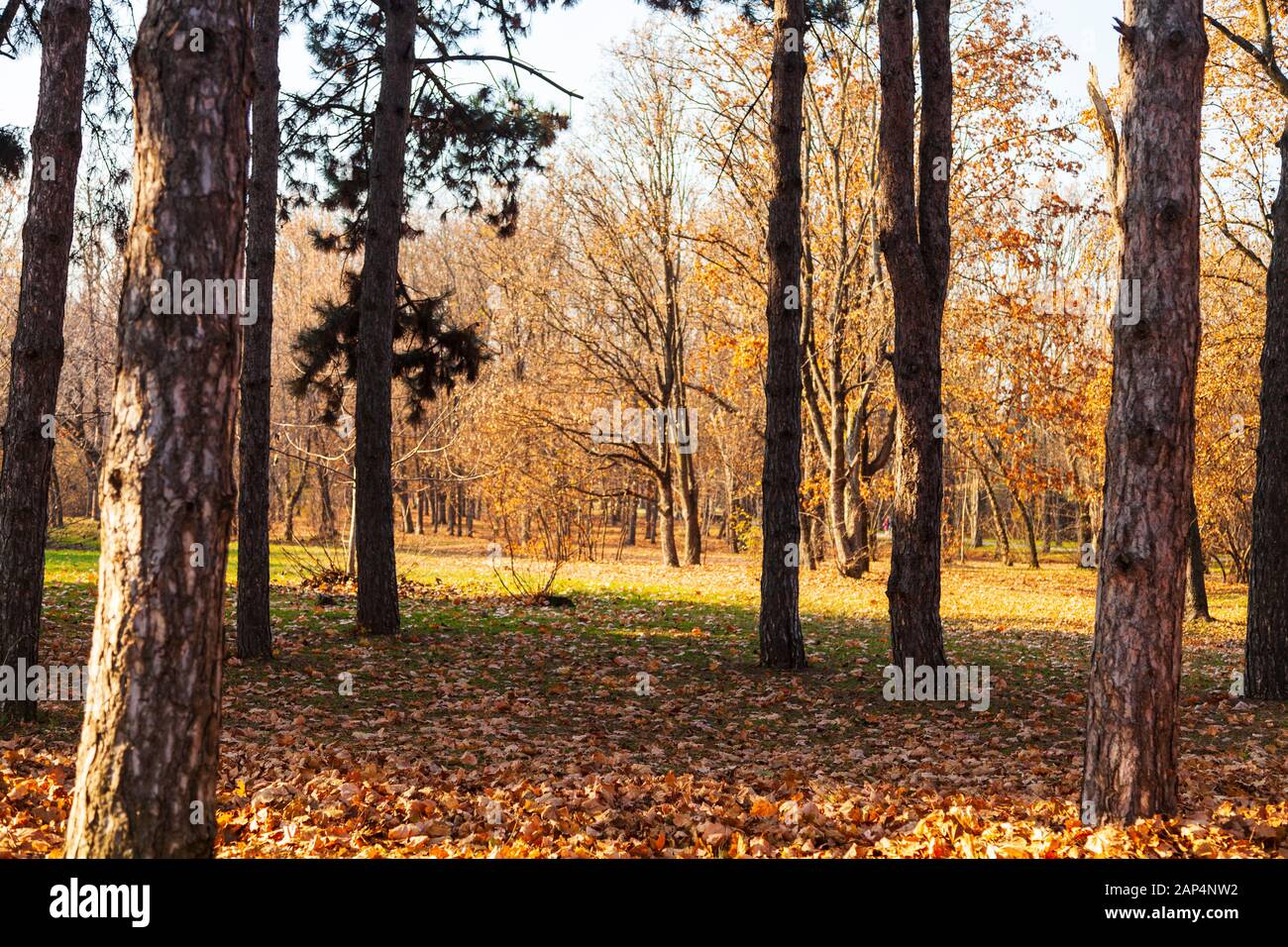 Yellow autumn park. Beautiful fall landscape Stock Photo - Alamy