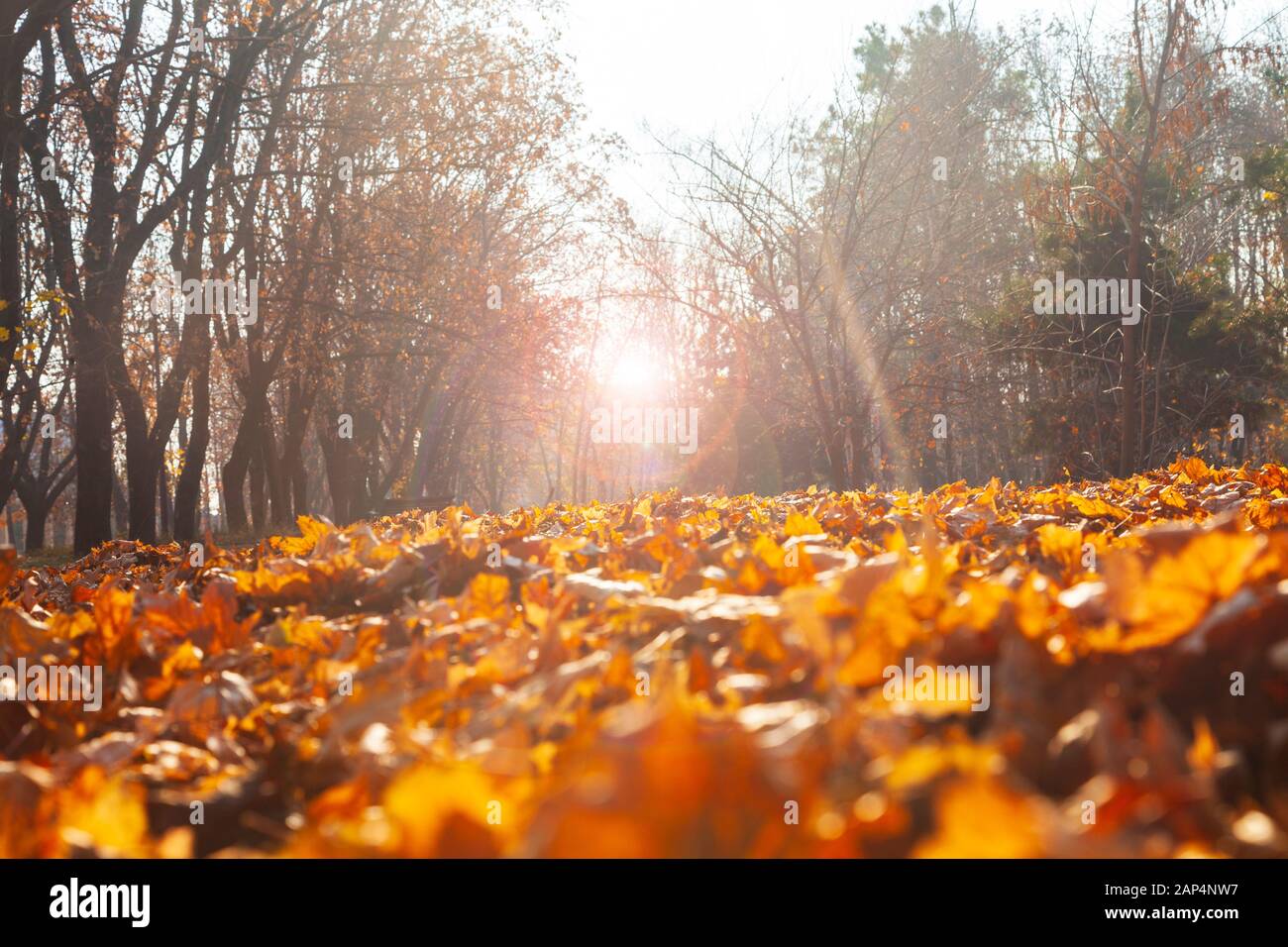 Beautiful autumn park. Sun rays and and fallen maple leaves. Beautiful ...