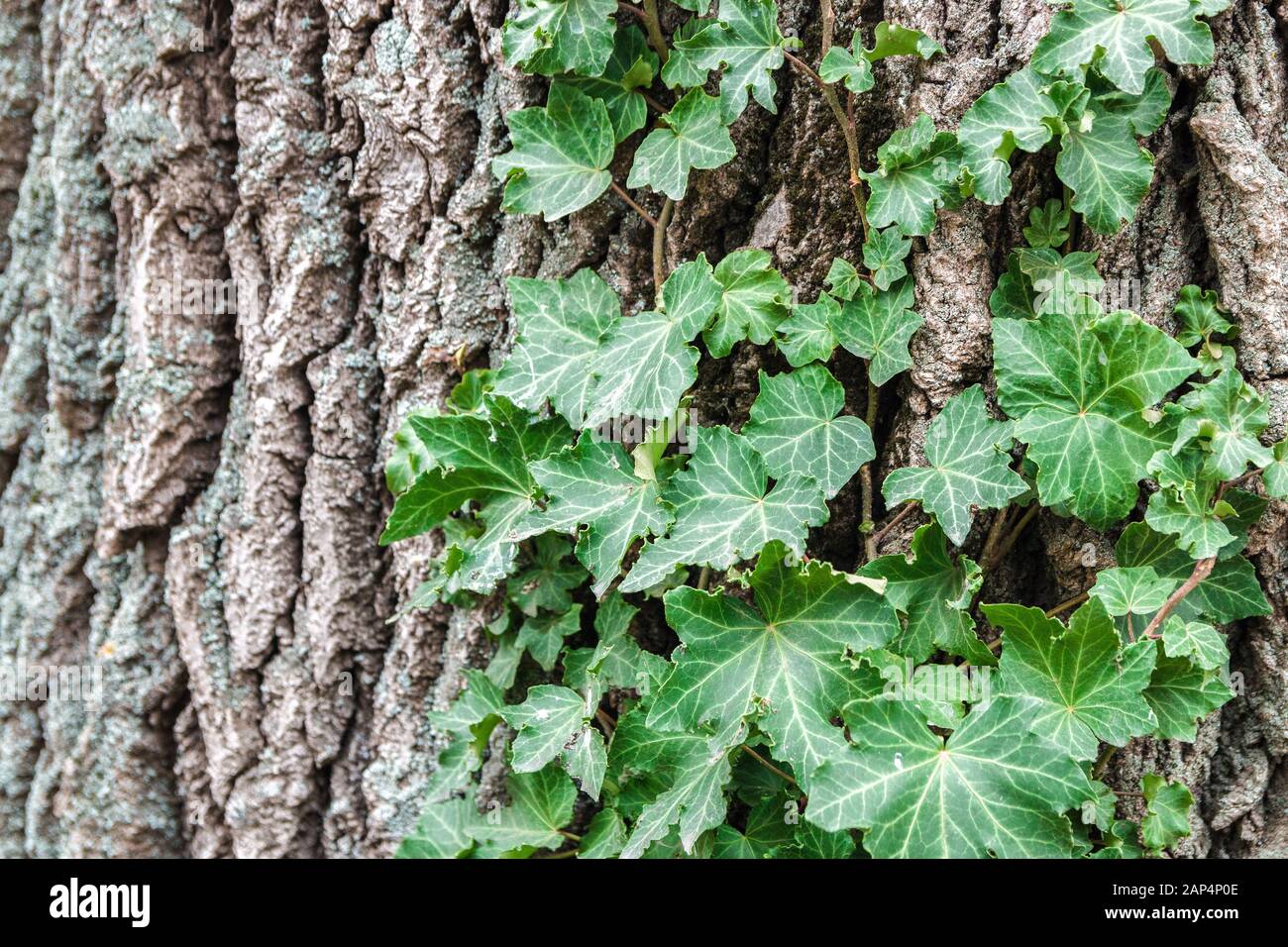 green ivy leaves on the tree bark Stock Photo - Alamy