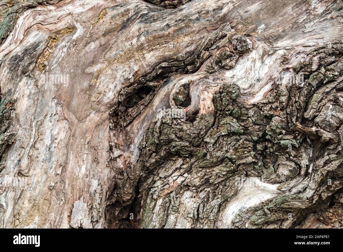 curved tree bark with unusual patterns. old wood texture background ...