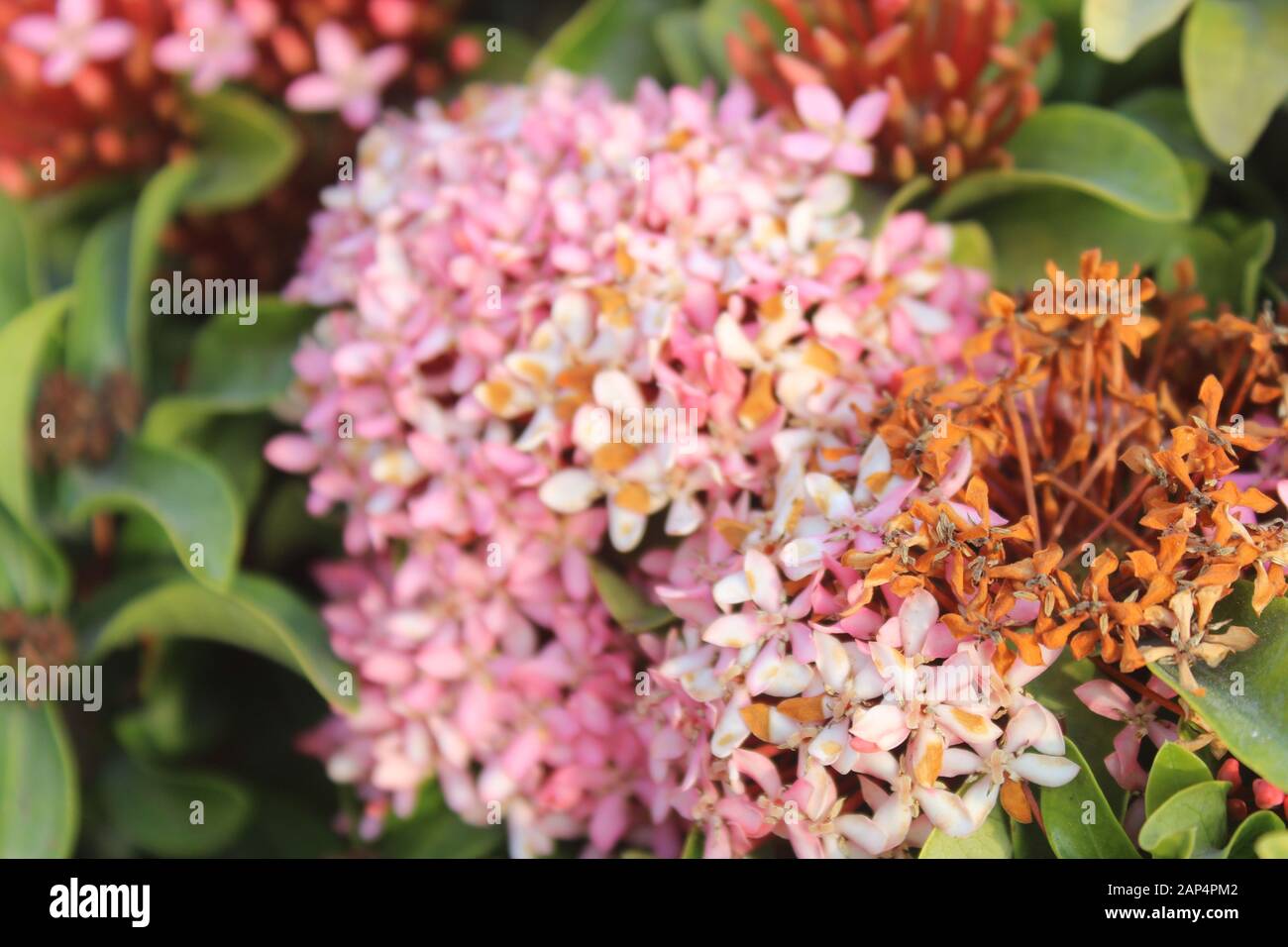 Lovely spring morning hi-res stock photography and images - Alamy