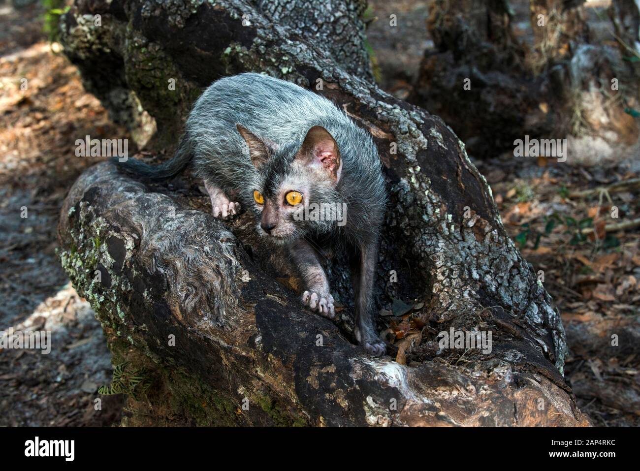 Lykoi Cat High Resolution Stock Photography and Images - Alamy