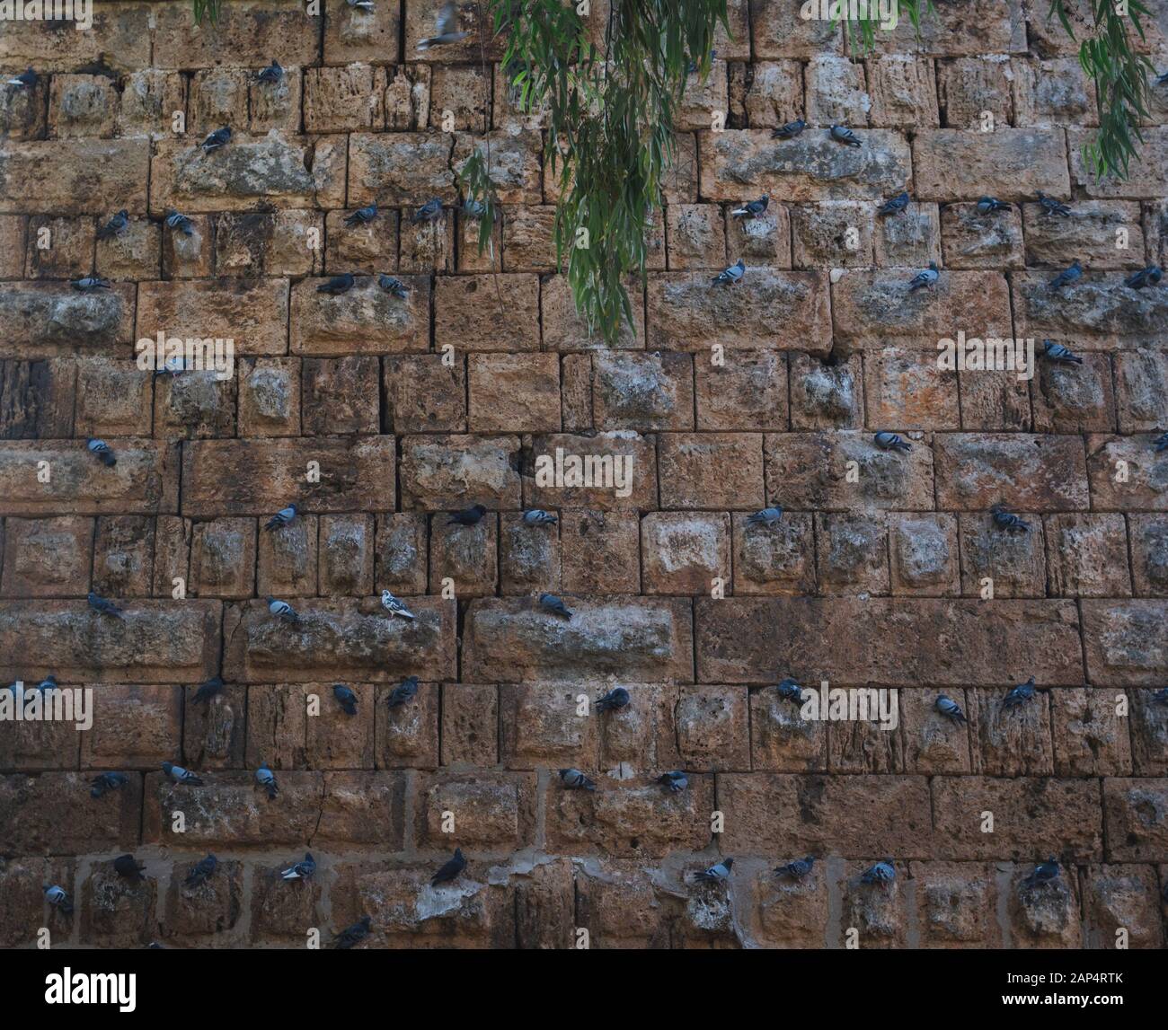 Pigeons resting on the wall of old town in antalya, Turkey. Many doves ...