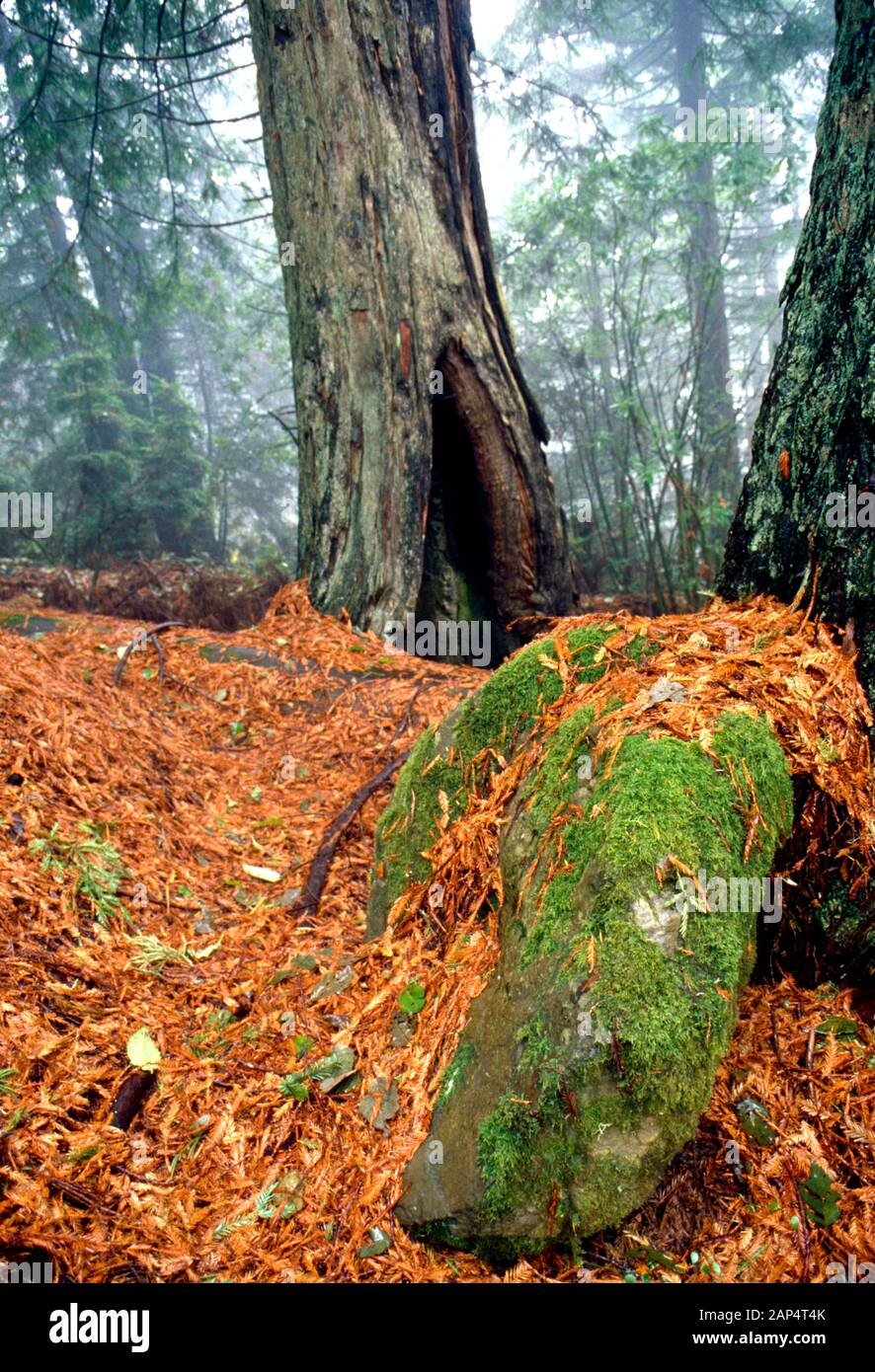 Coastal Redwood Forest. Northern California Stock Photo - Alamy