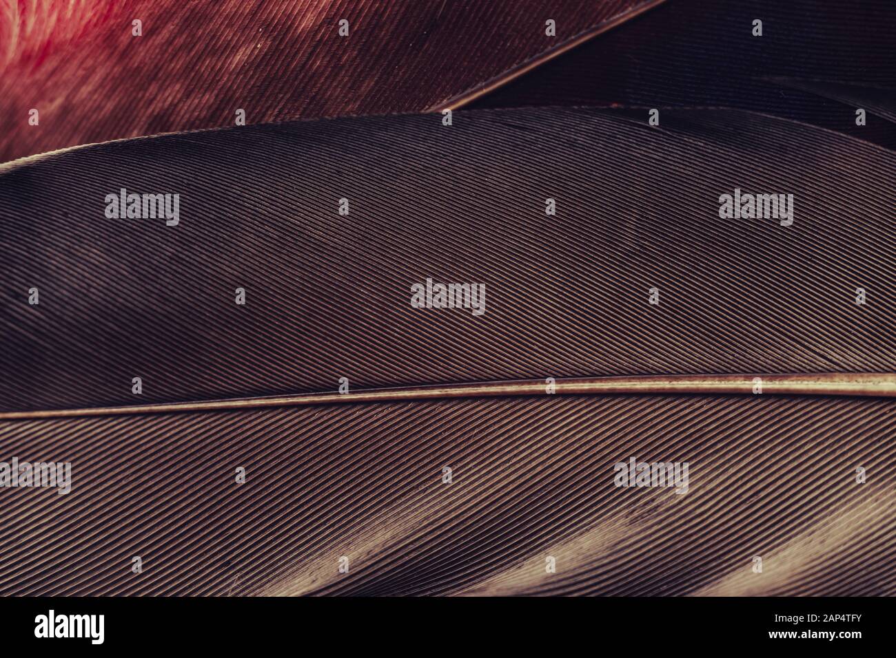 Close up Beautiful Bird feather pattern background for design texture ...