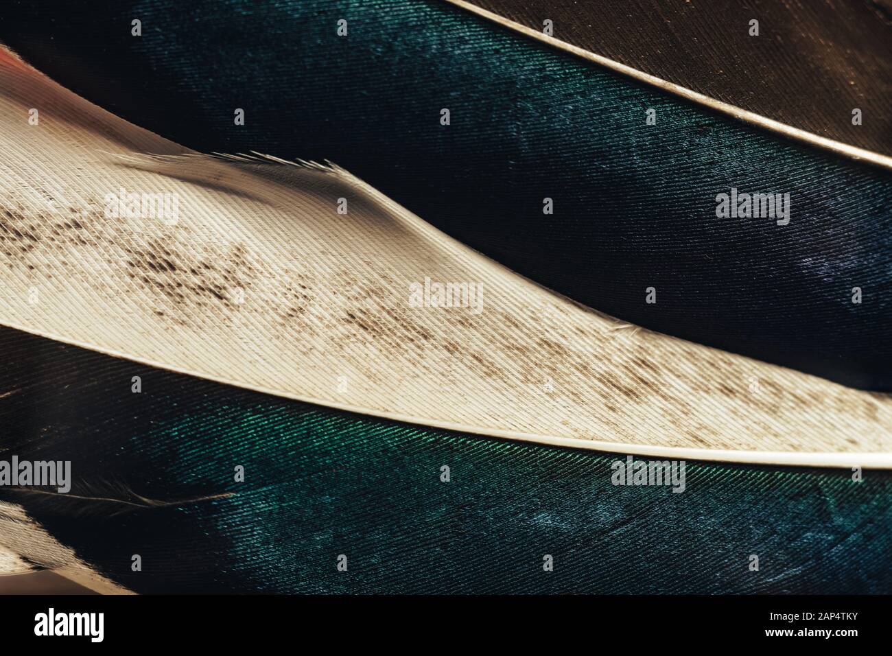 Close up Beautiful Bird feather pattern background for design texture ...