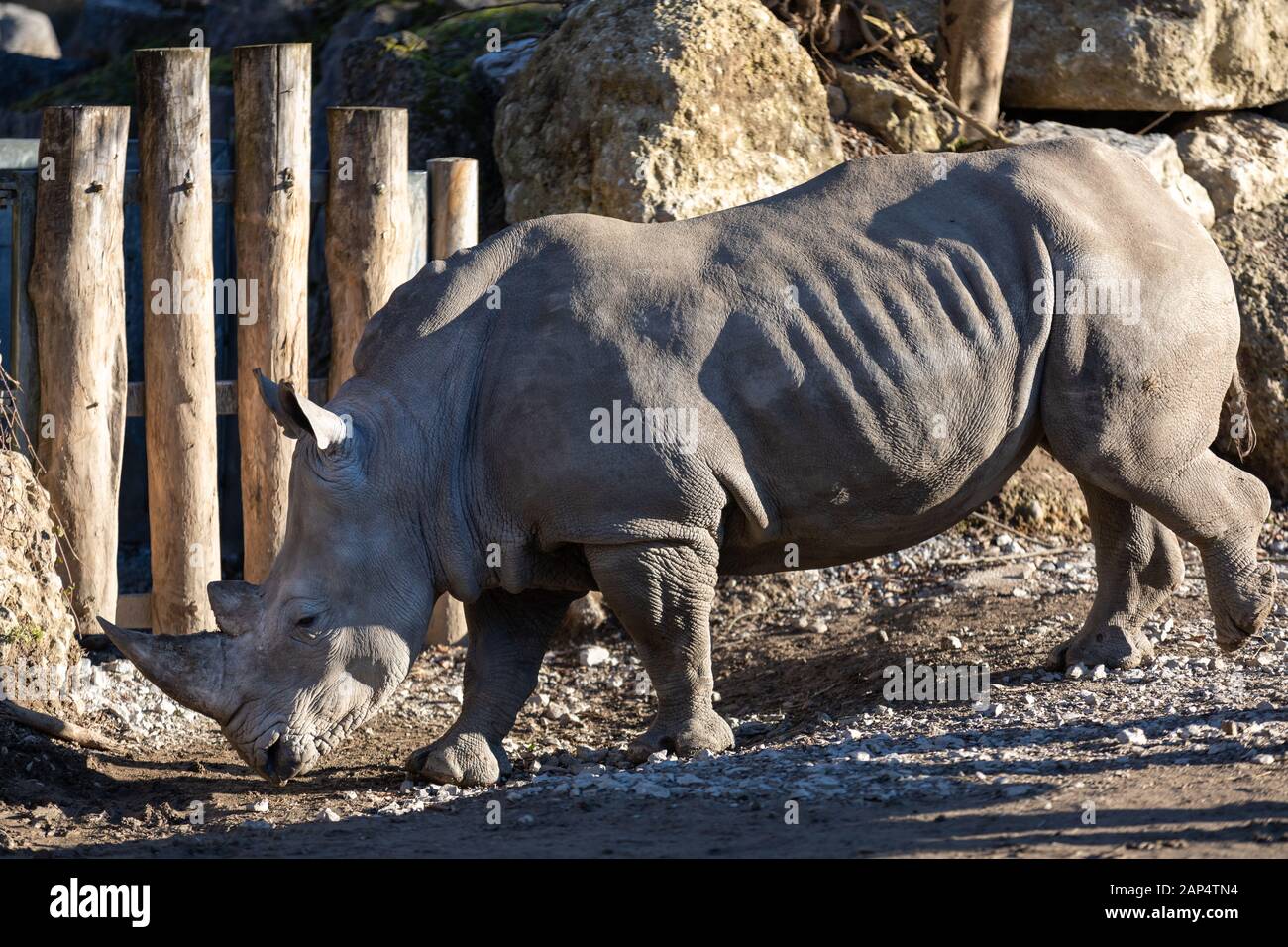 Rhino walking hi-res stock photography and images - Alamy