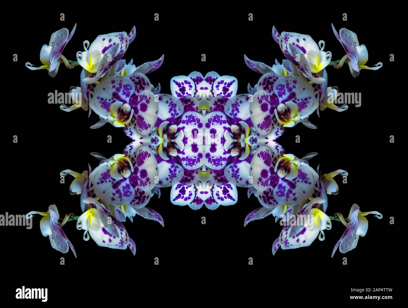 Surrealistic symmetrical pattern of white blue violet orchid blossoms ...