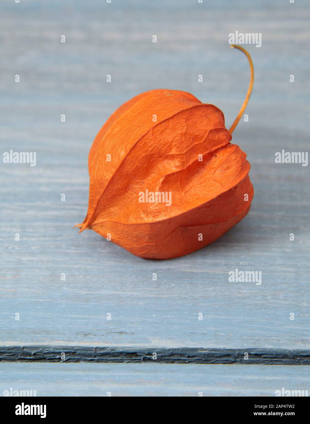 One fruit of physalis on a delicate wooden background Stock Photo - Alamy