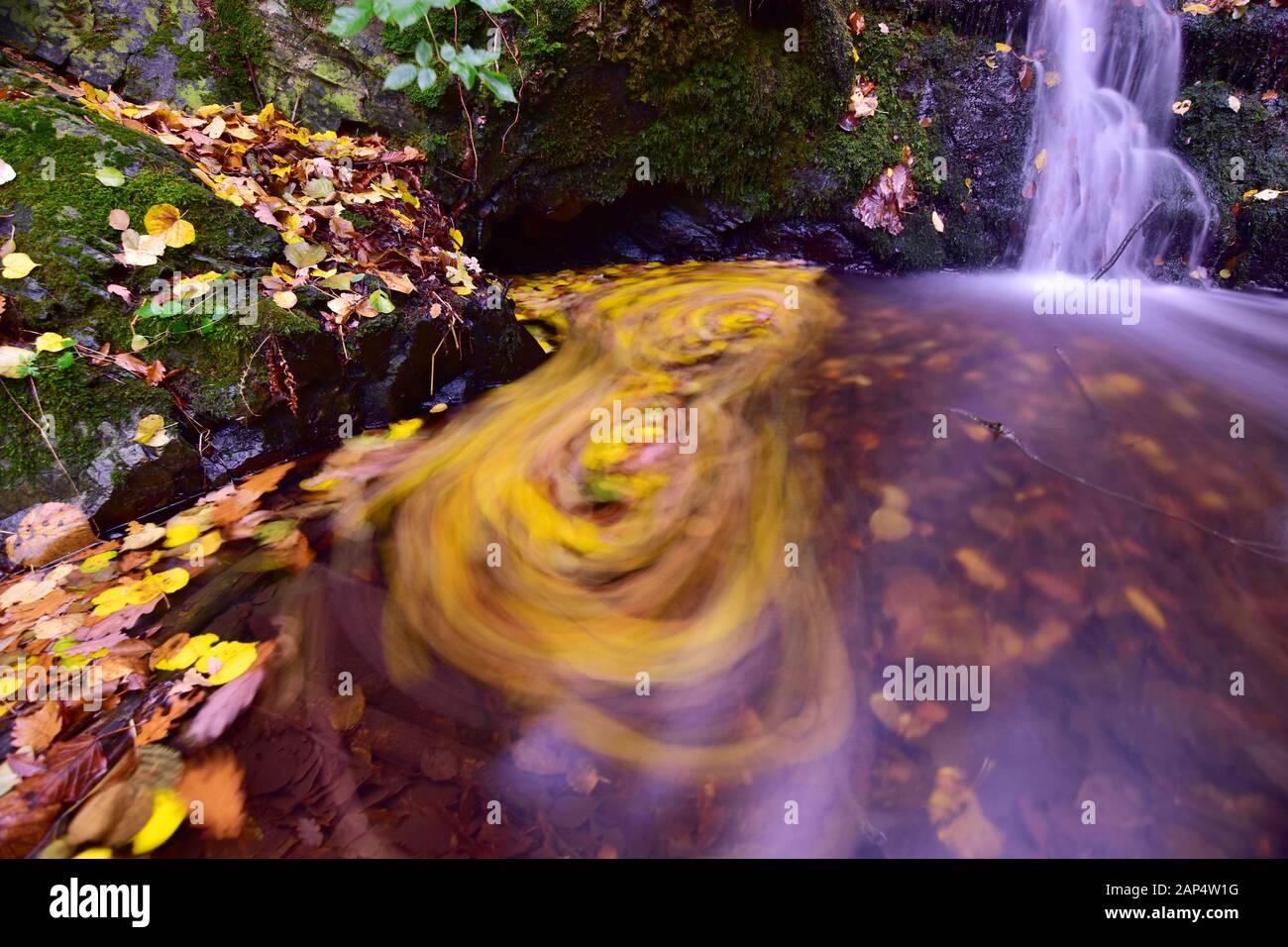 Autumn leaves float on the surface of the stream 1 Stock Photo - Alamy