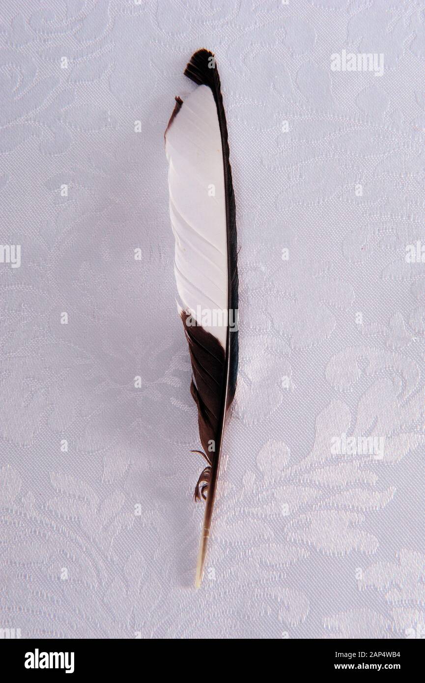 Magpie feather hi-res stock photography and images - Alamy