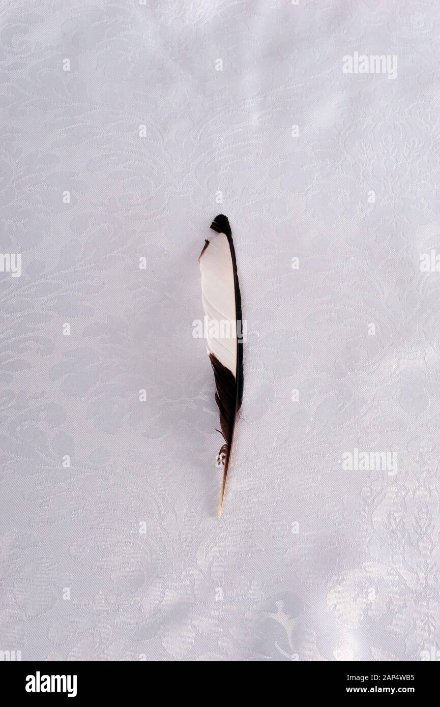 Magpie feather hi-res stock photography and images - Alamy