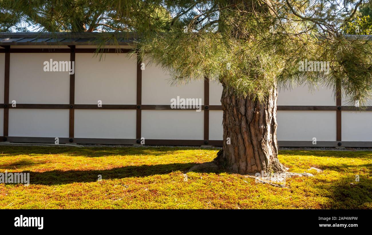 Natural green trees in a Japanese garden Stock Photo - Alamy