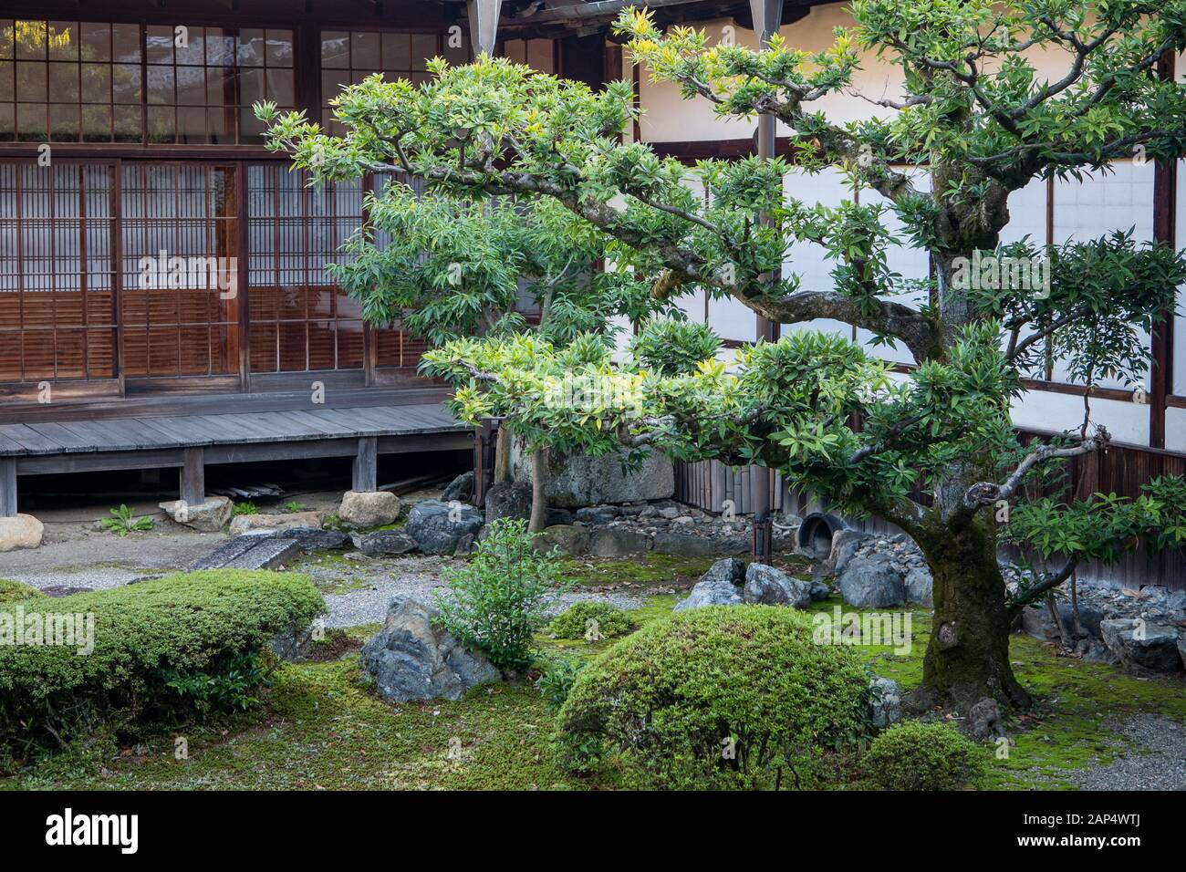 Natural green trees in a Japanese garden Stock Photo - Alamy