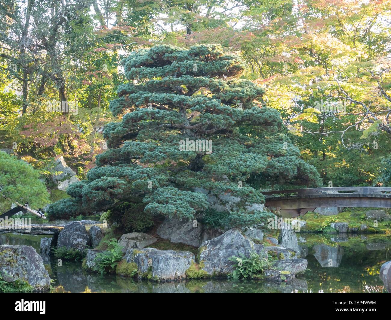 Natural green trees in a Japanese garden Stock Photo - Alamy