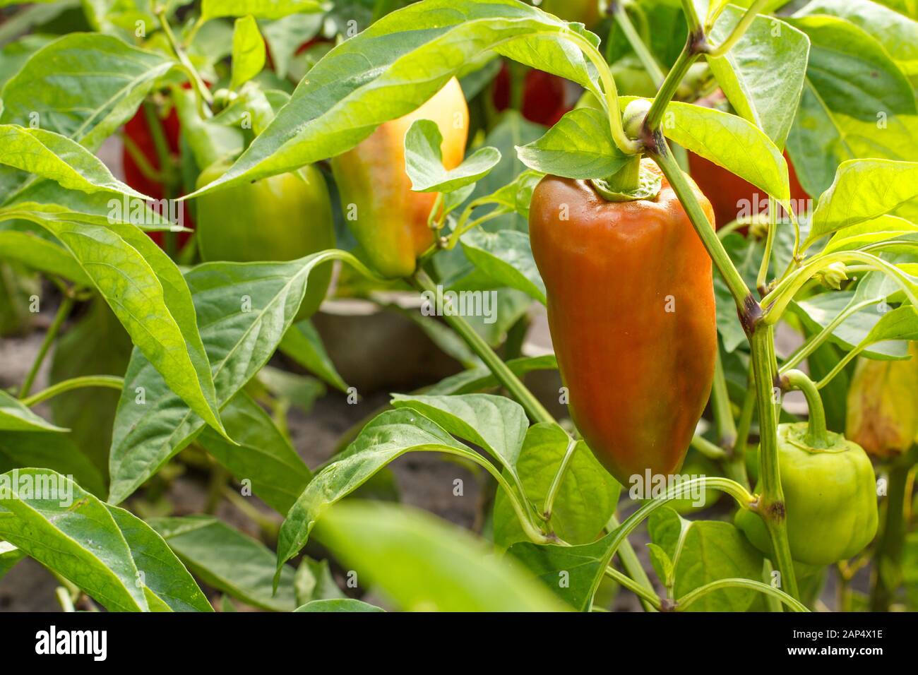 Ripe bell pepper with green leaves of a bush growing on the garden bed ...