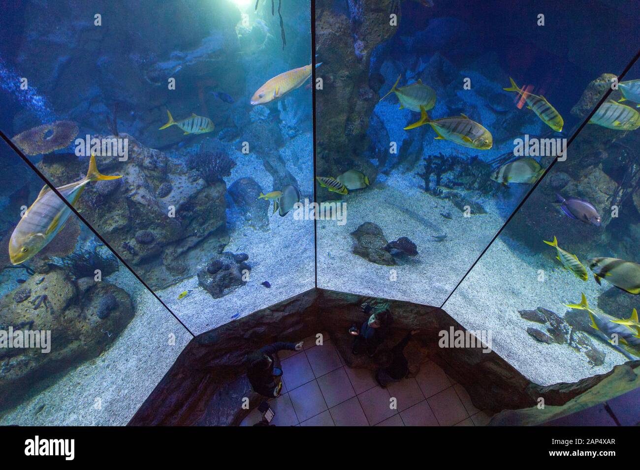 Haus Des Meeres Aquarium, a former German World War Two anti-aircraft ...