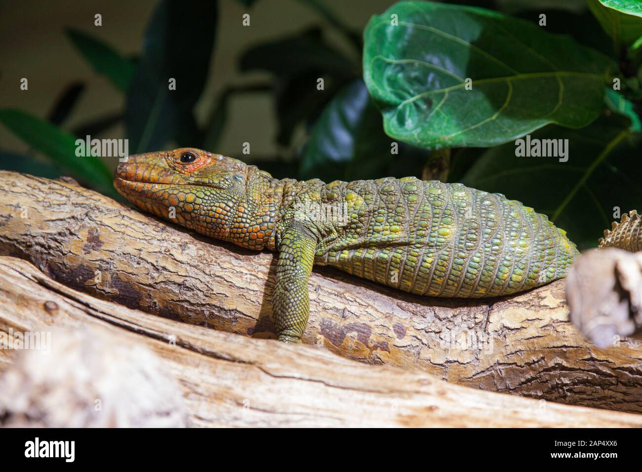 Tank lizards hi-res stock photography and images - Alamy