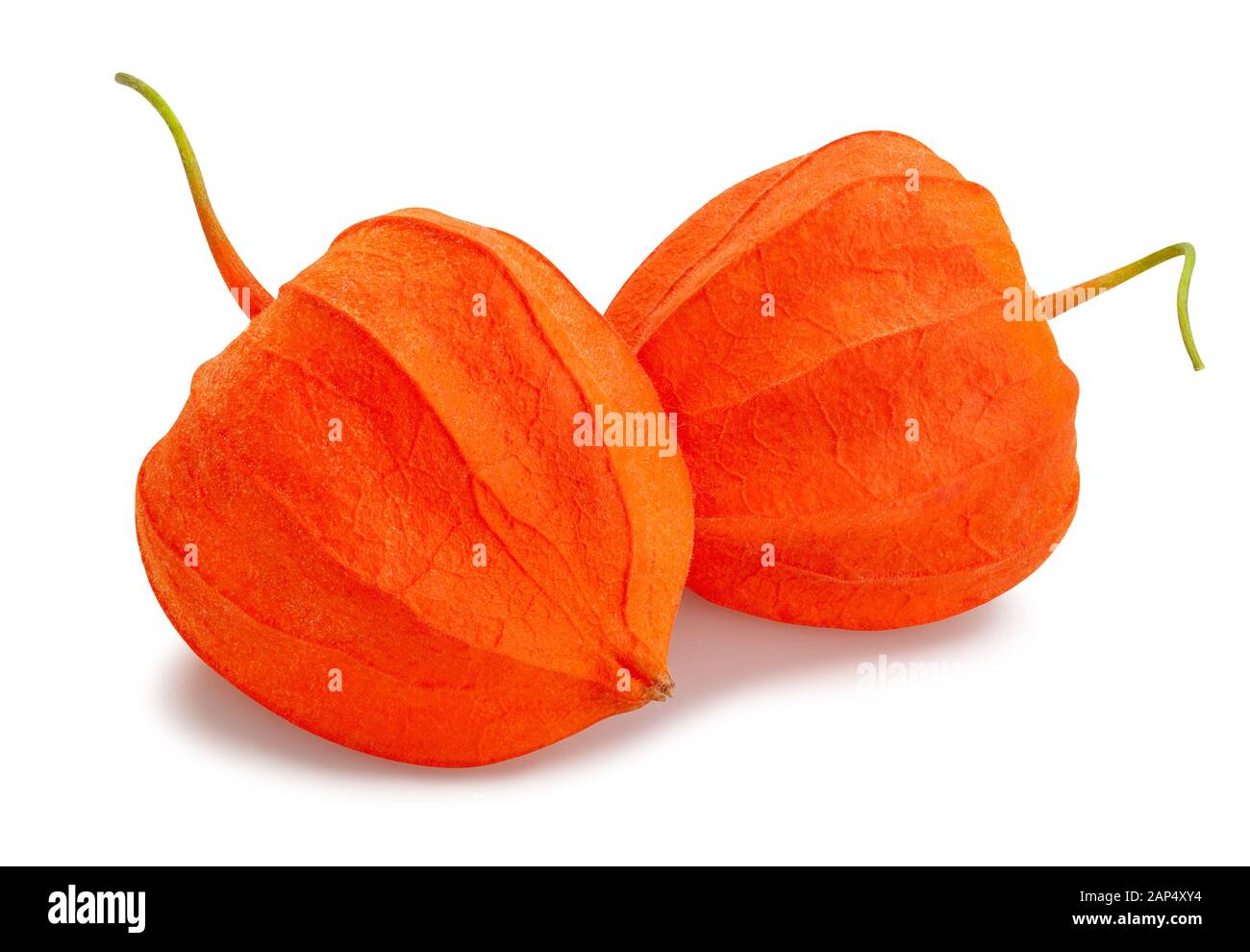 physalis path isolated on white Stock Photo - Alamy