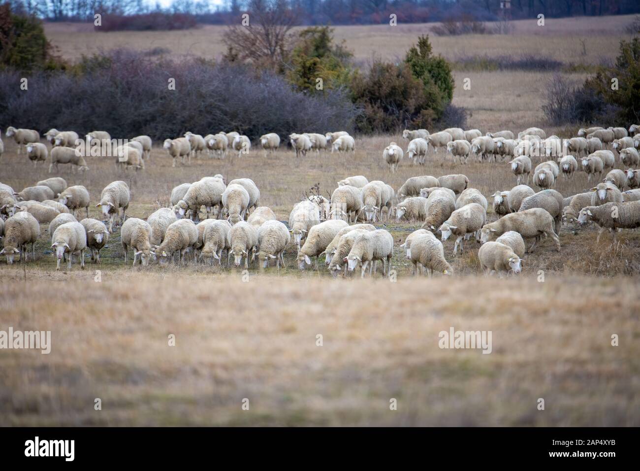 Crowd of sheep hi-res stock photography and images - Alamy
