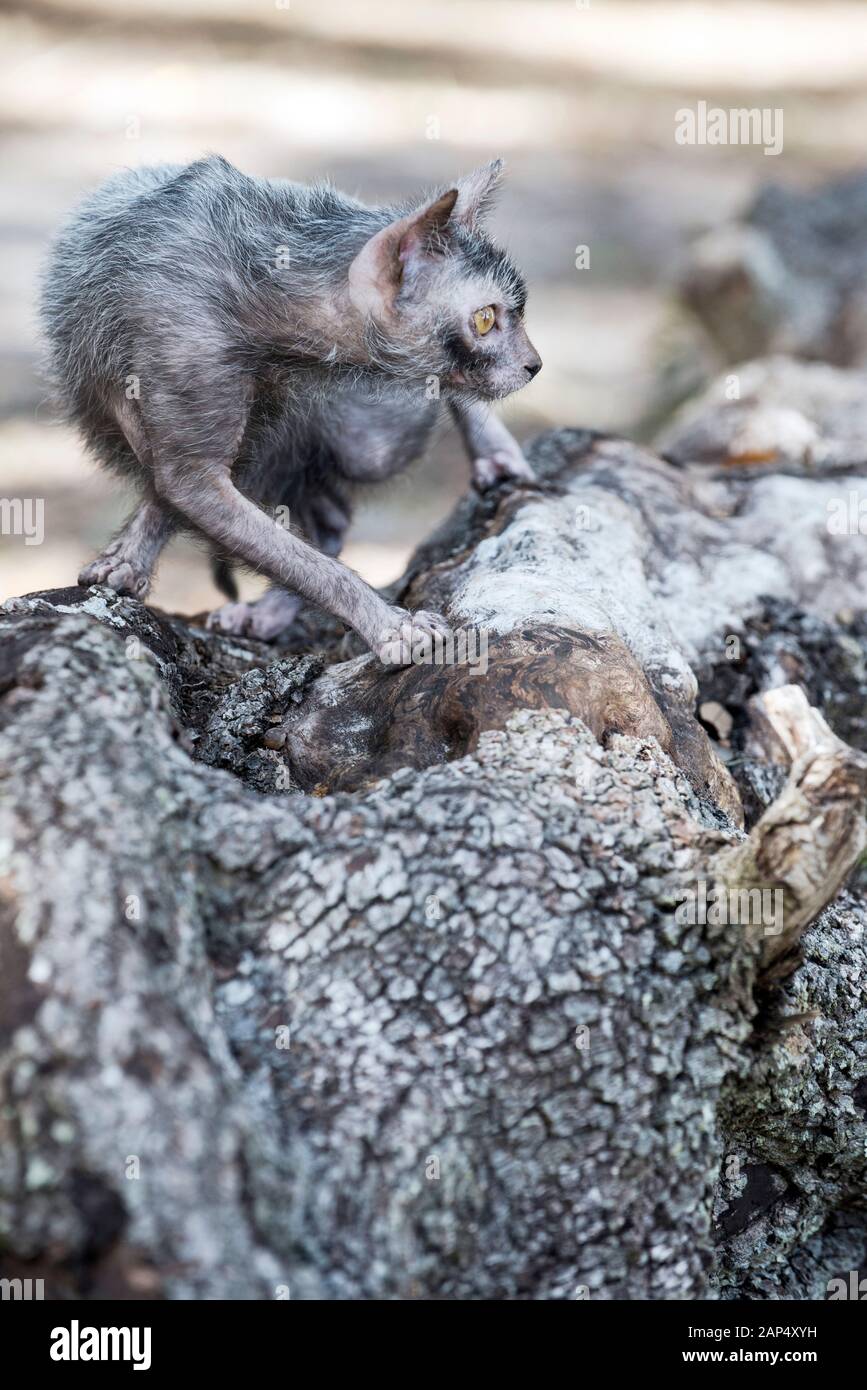 Lykoi cat hi-res stock photography and images - Alamy