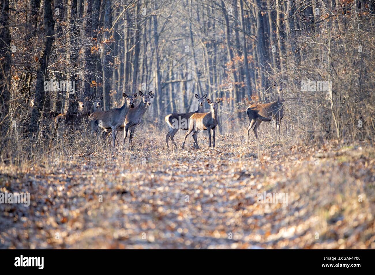 Red deer group in autumn in the forest. Autumn landscape with herd of ...