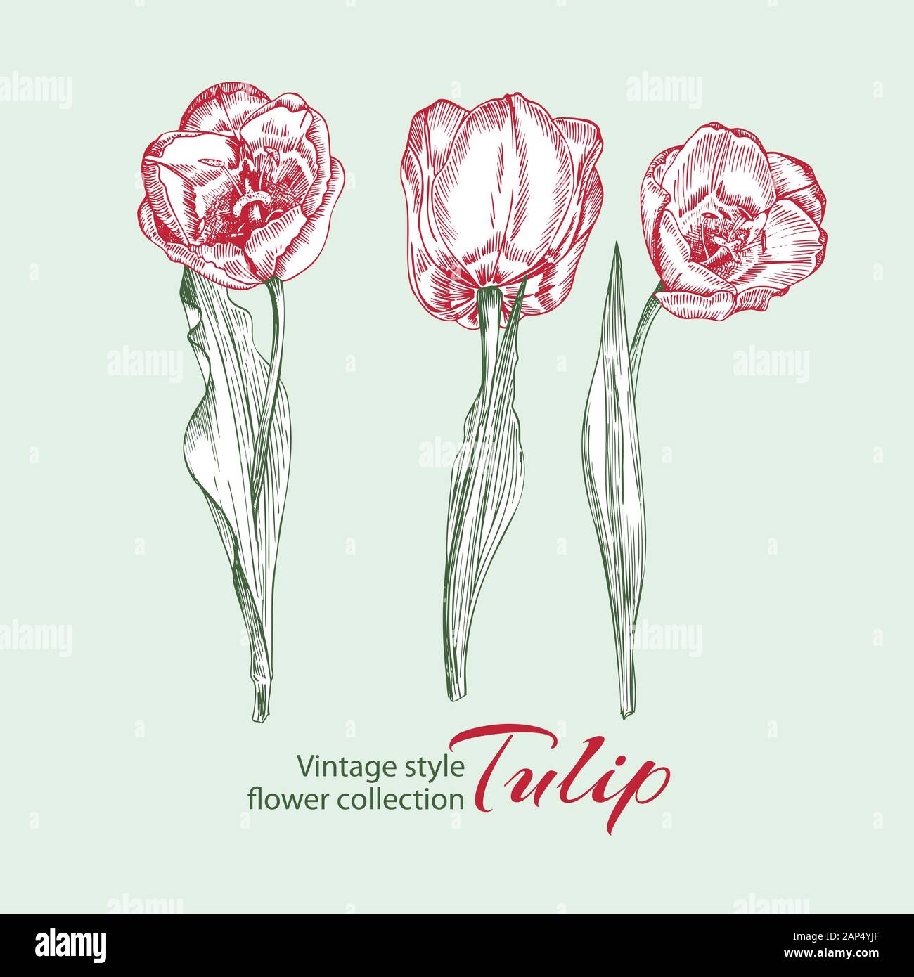Red tulip on black Stock Vector Images - Alamy