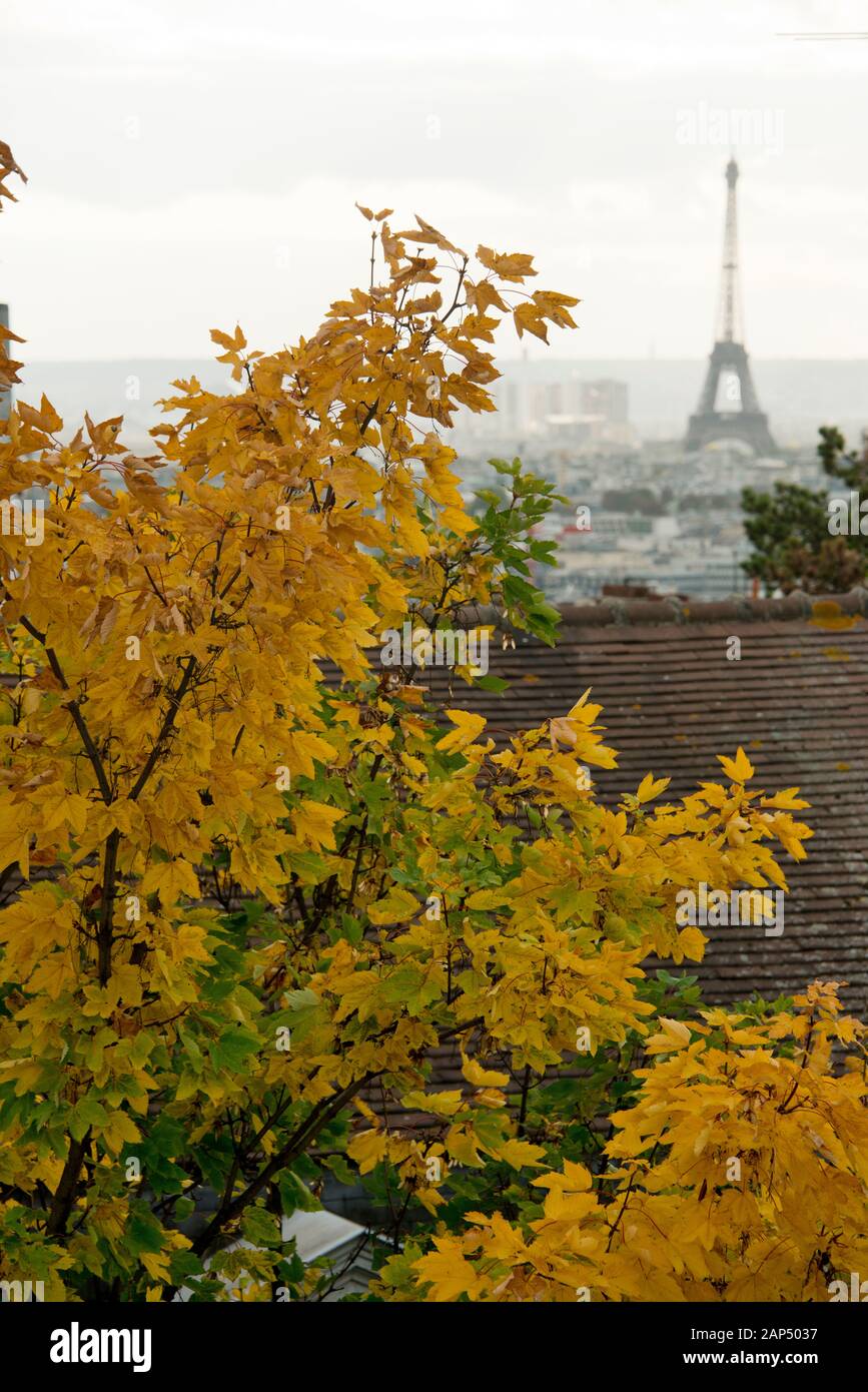 Autumn in Paris. Autumn leaves in foreground out of focus Eiffel Tower ...