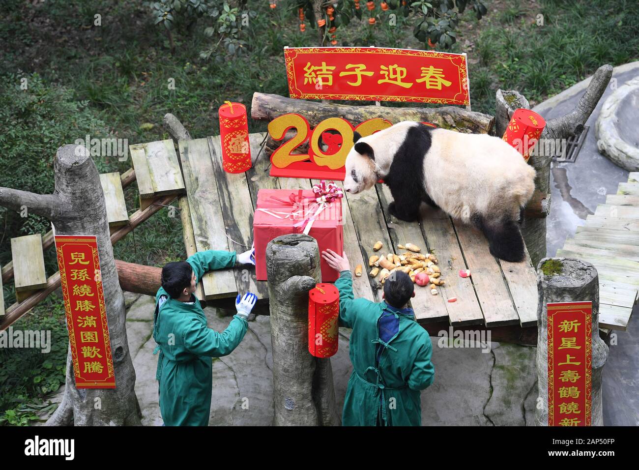 Chongqing. 21st Jan, 2020. Breeders present a "gift" to giant panda ...