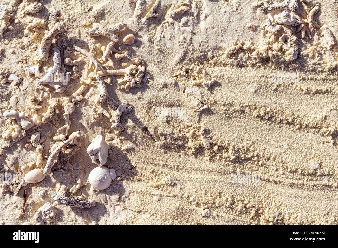 Maldives sand background with shells and remains of corals dragged by ...