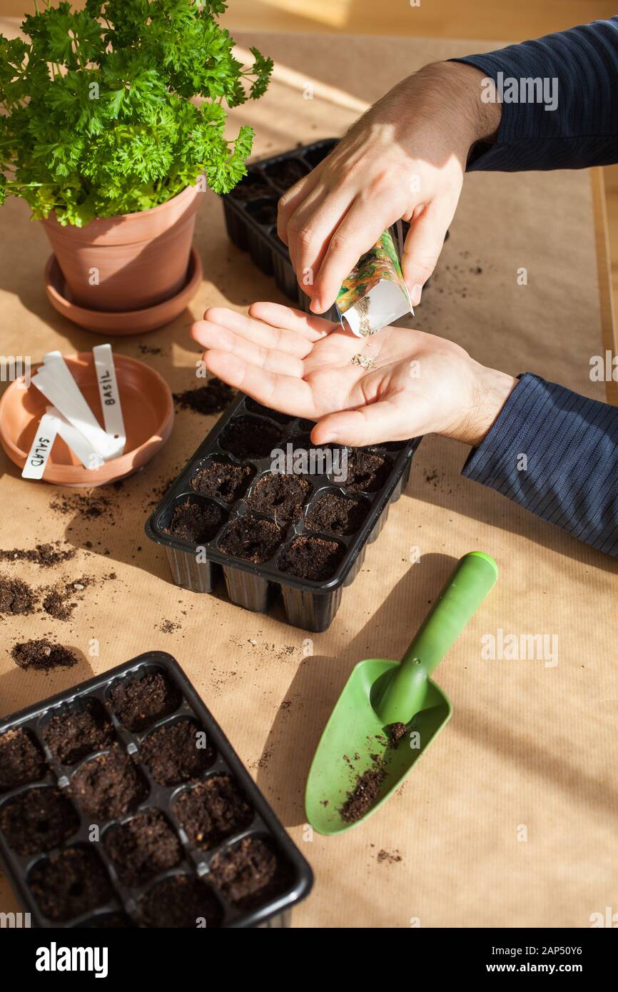 gardening, planting at home. man sowing seeds in germination box Stock ...
