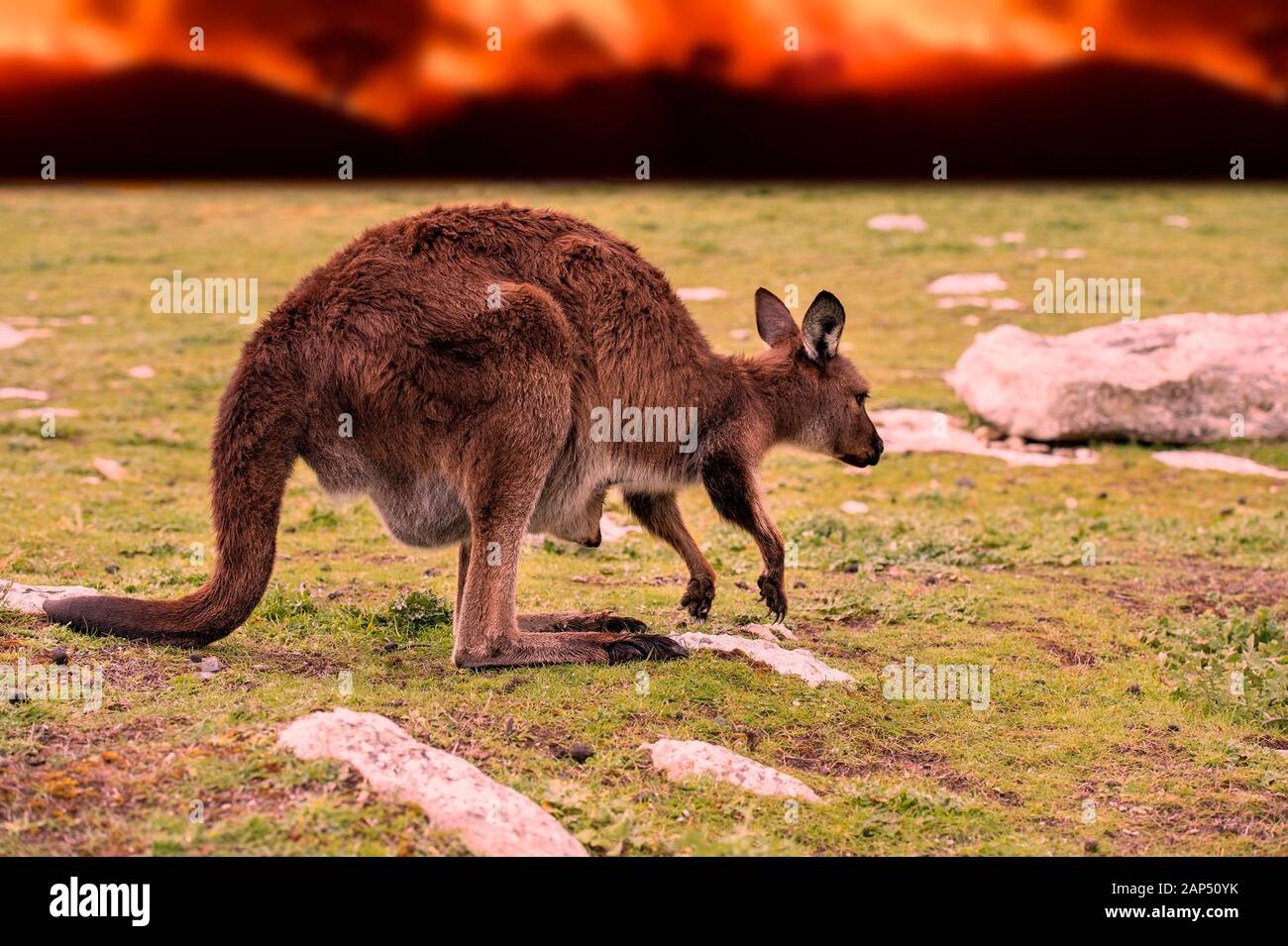 Kangaroo with baby in kangaroo island Australia during bush fire ...