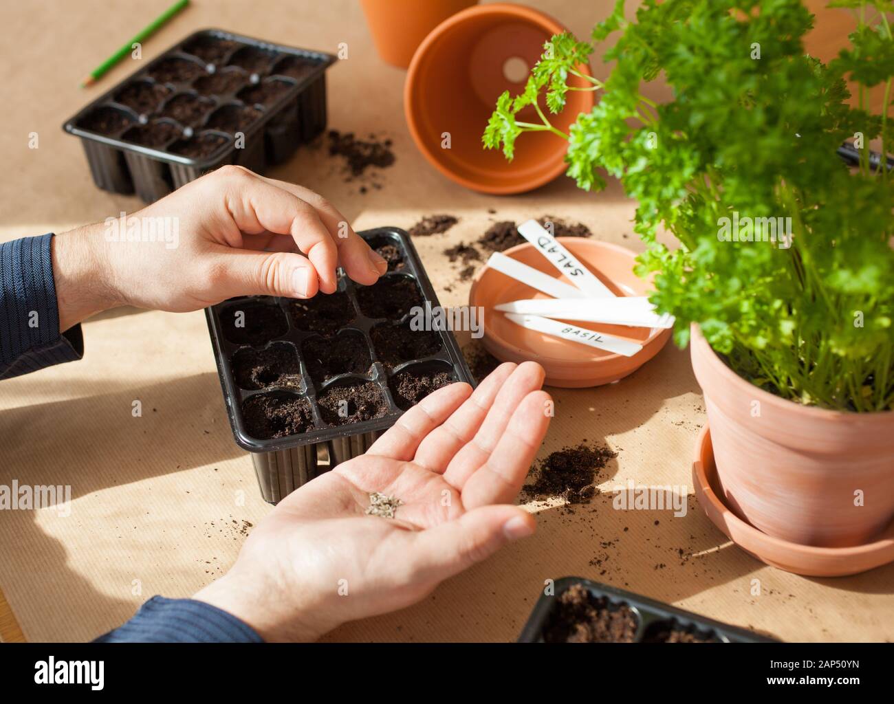 gardening, planting at home. man sowing seeds in germination box Stock ...
