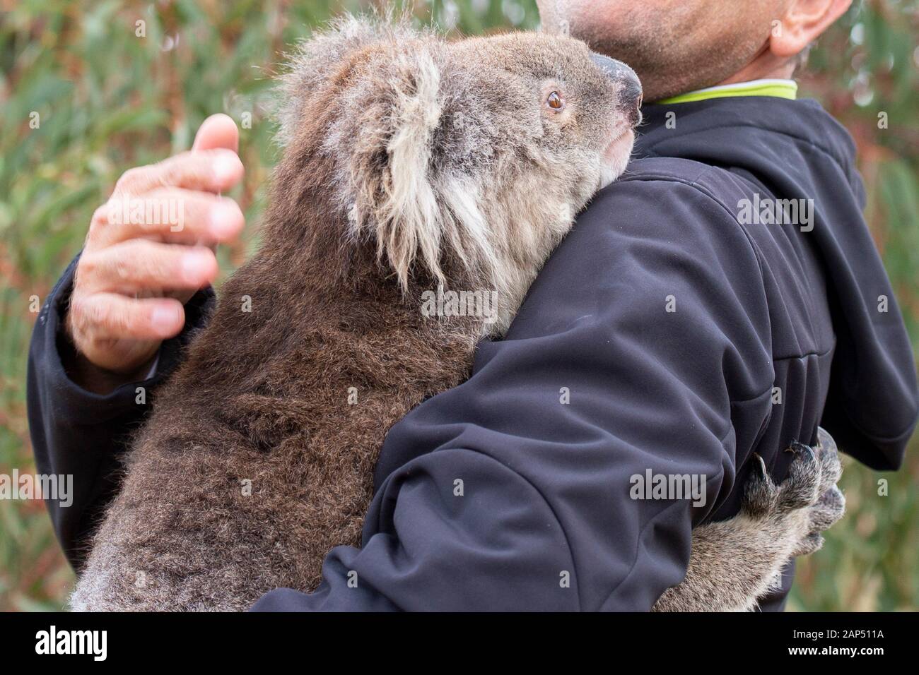 rescued koala in australia after bush fire devastation Stock Photo - Alamy
