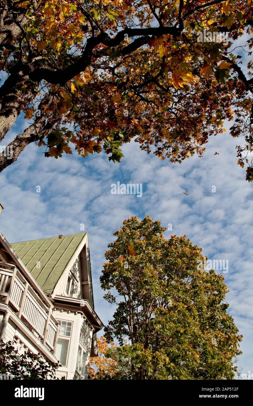 Autumn in park. Maple trees are dropping their leaves. Some of them ...
