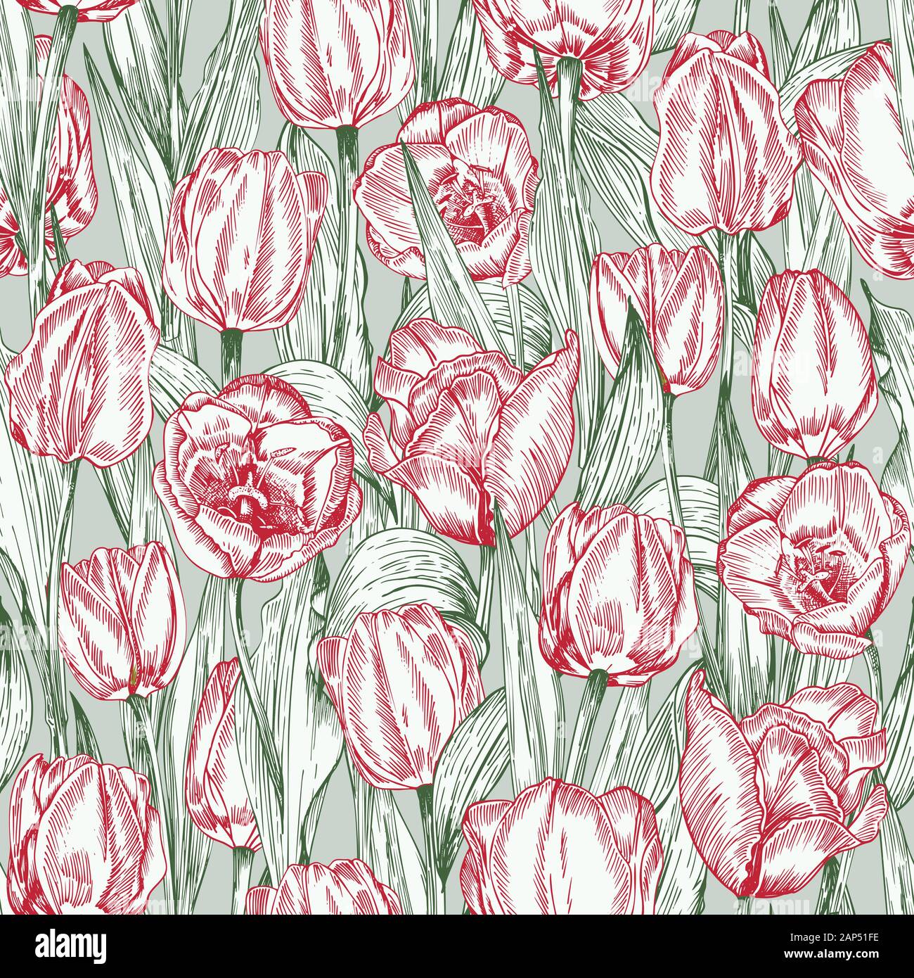 Tulip flower illustration drawing engraving hi-res stock photography ...