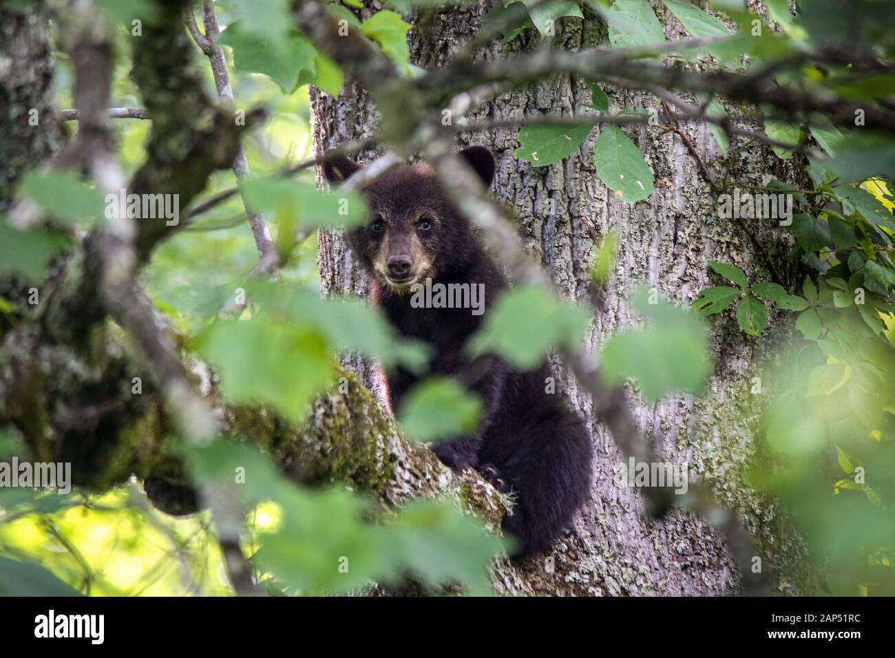 Smokey the bear cub hi-res stock photography and images - Alamy