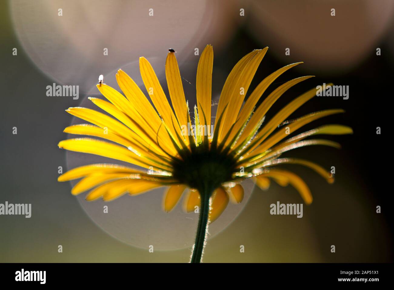 Doronicum orientale leopards bane hi-res stock photography and images ...