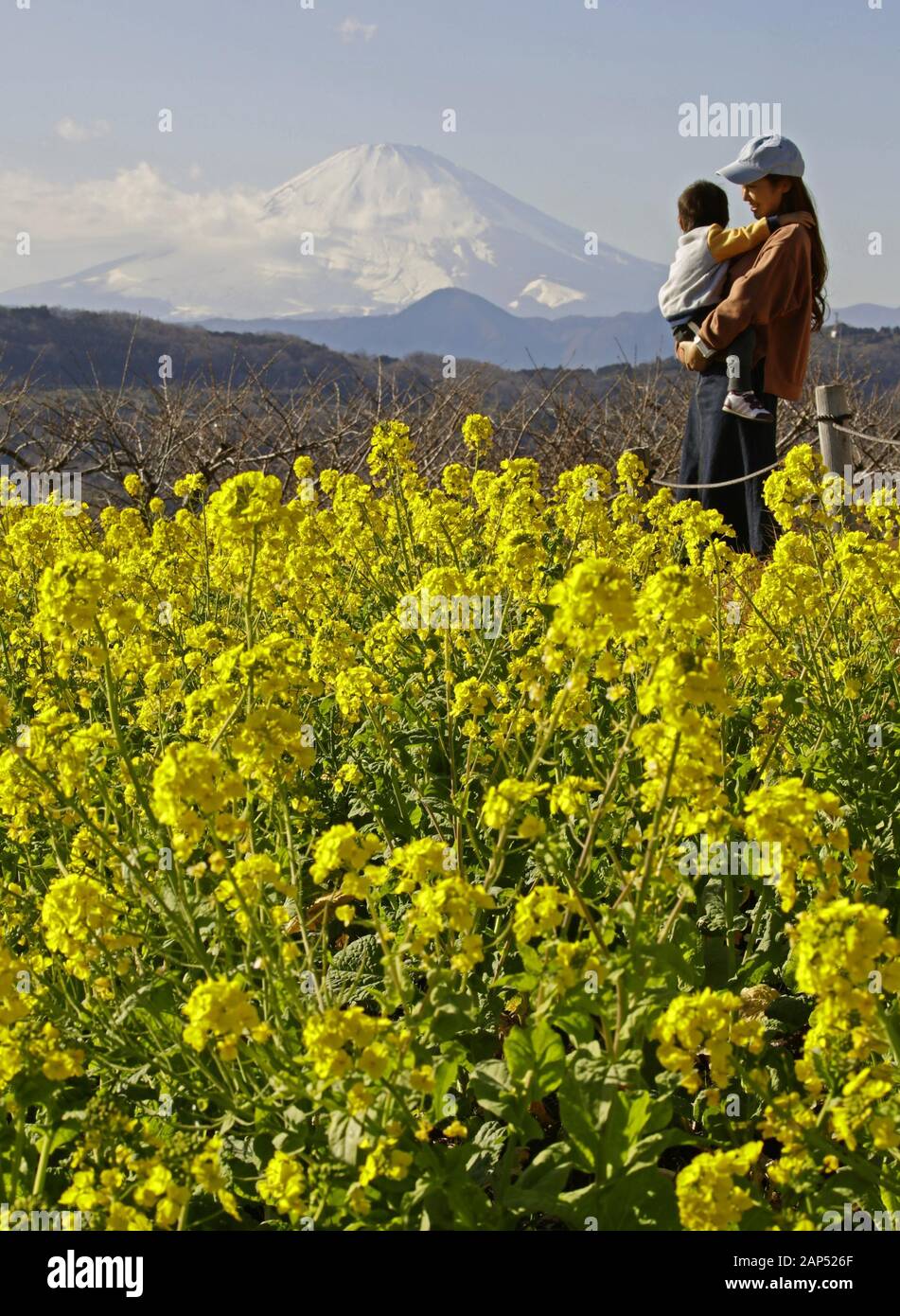 Photo shows rape flowers in full bloom at Azumayama park in Ninomiya in ...