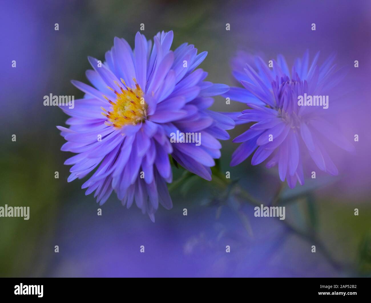 Pretty bokeh hi-res stock photography and images - Alamy