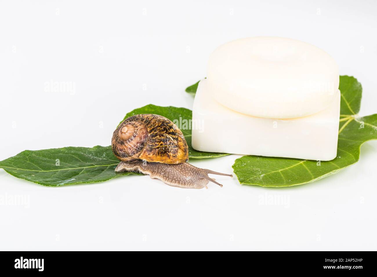 White soap cosmetics on green leaf, made with snail slime. Very healthy ...