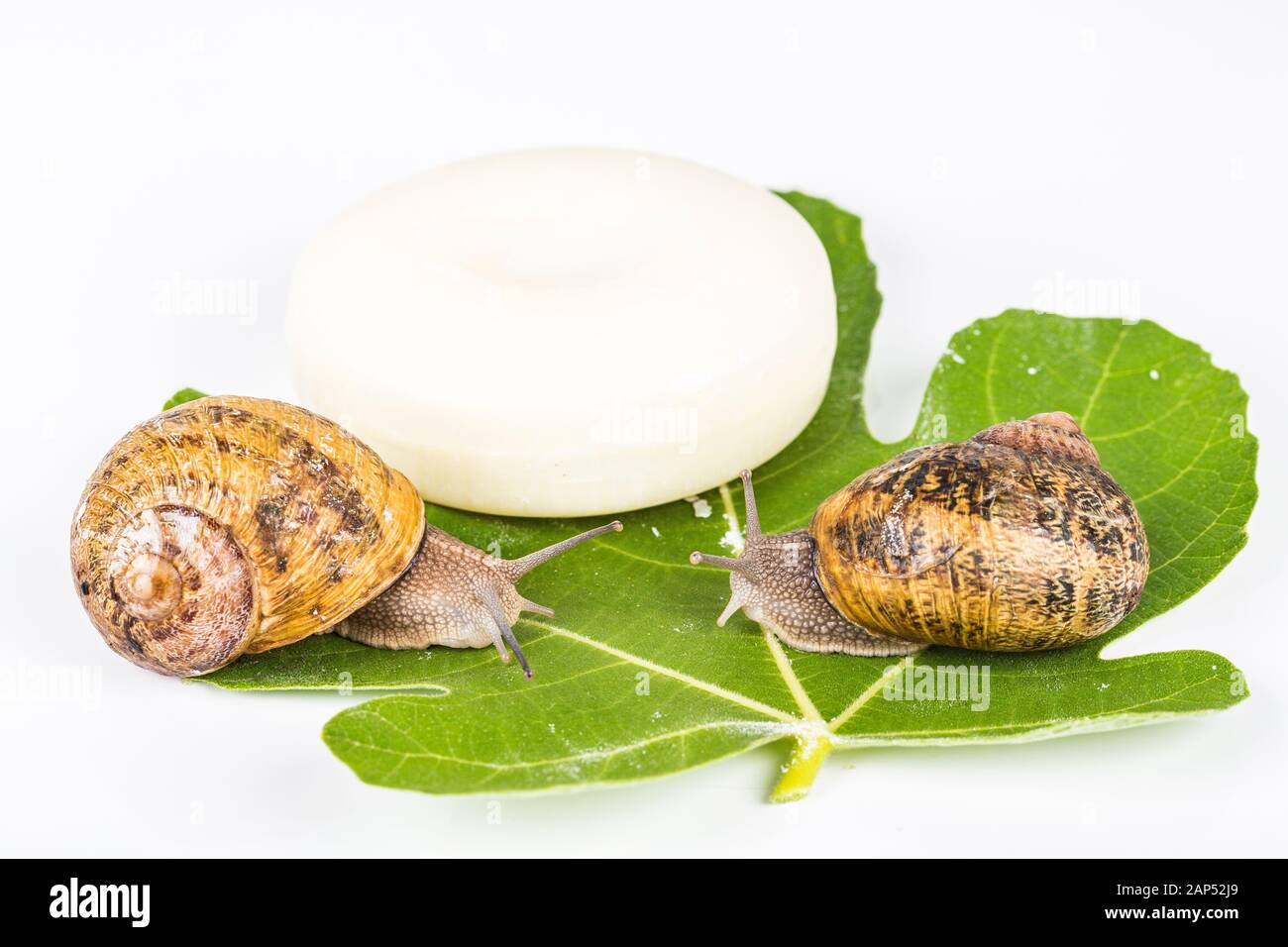 White soap cosmetics on green leaf, made with snail slime. Very healthy ...