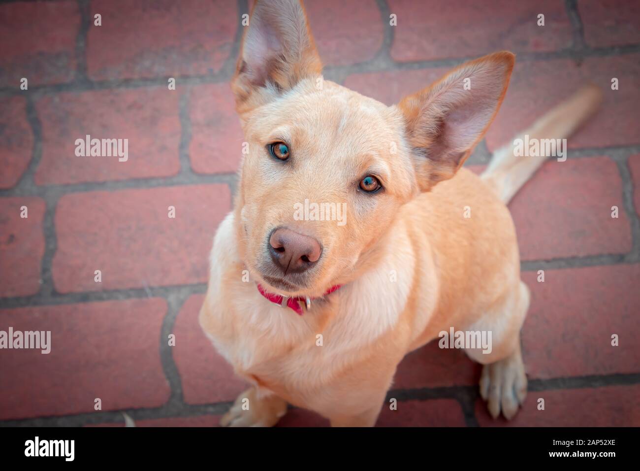 Alert obedient pale tan Dog with red collar sitting looking up with ...