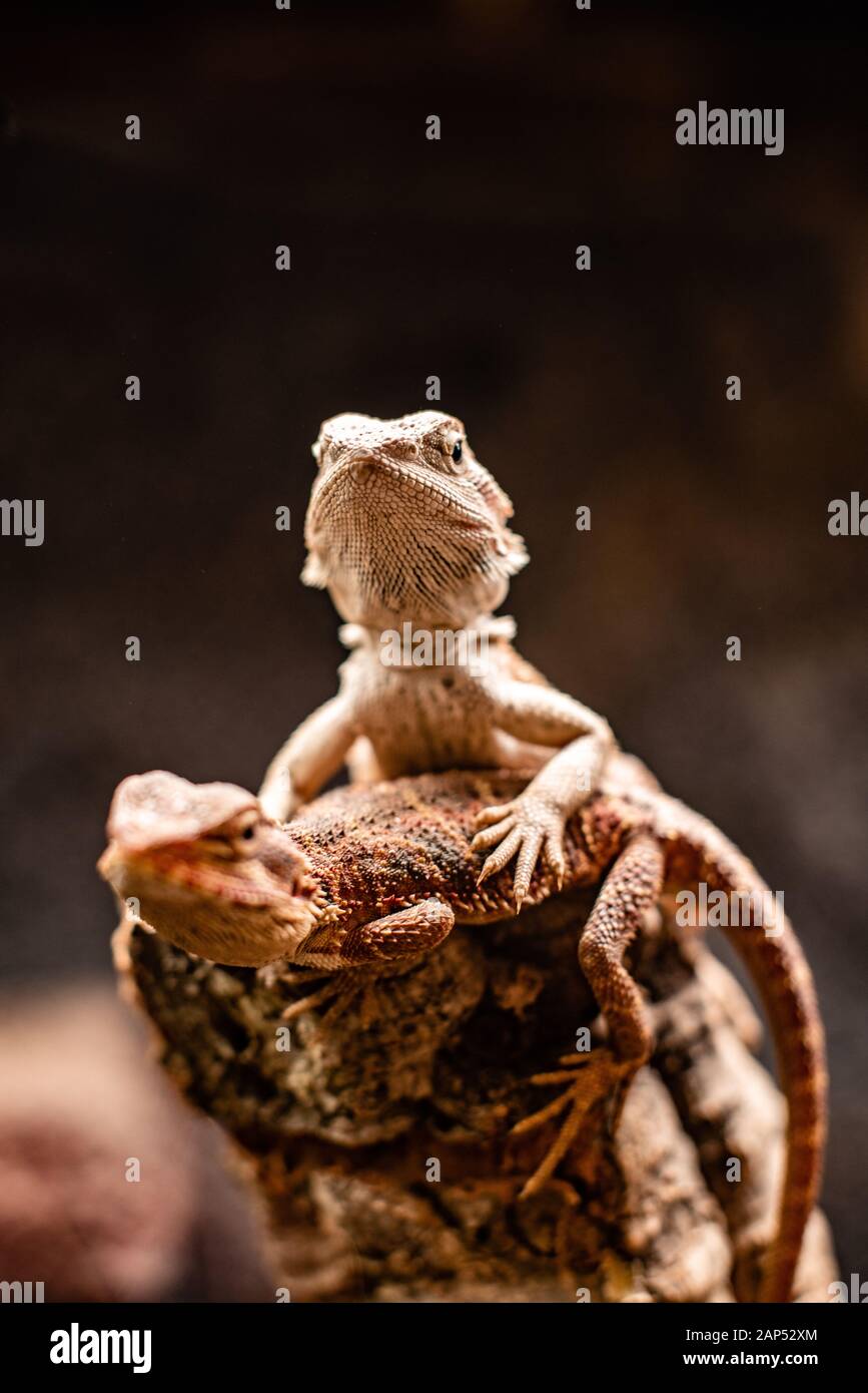 Lizard families hi-res stock photography and images - Alamy