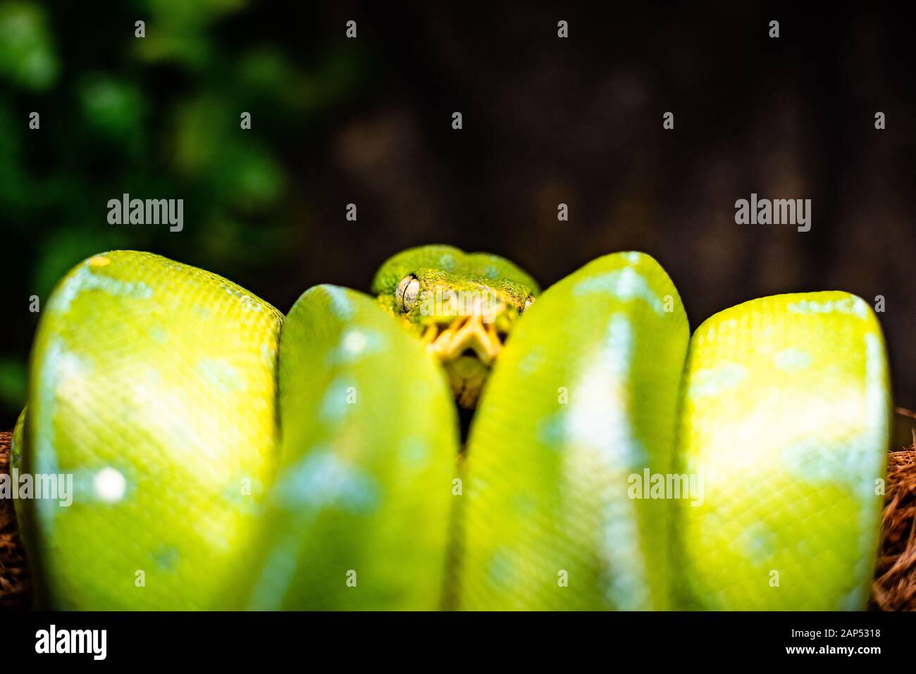 A close-up view of a green tree python slithering on a tree sleeping ...