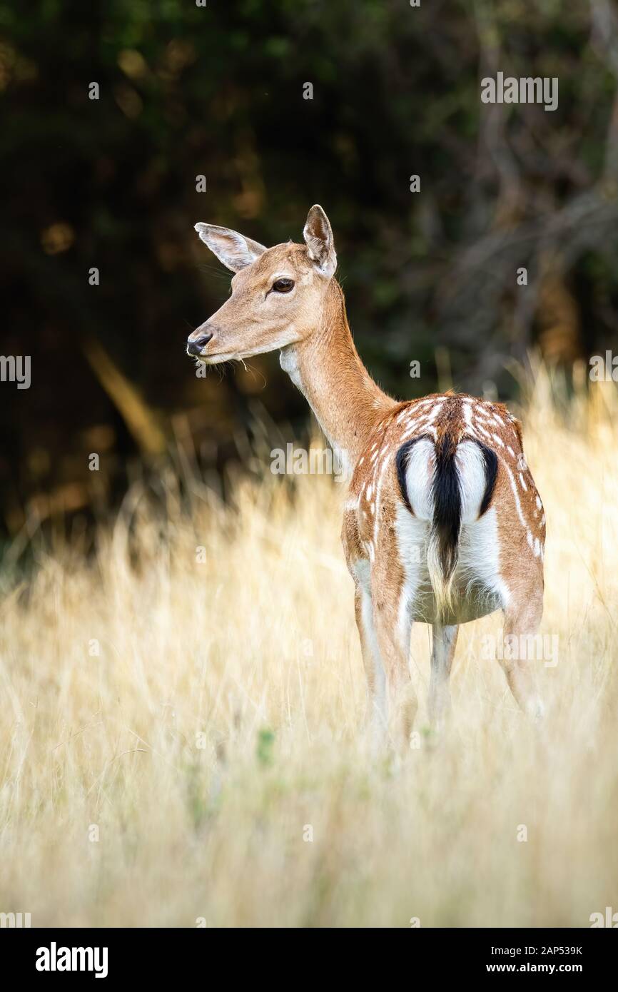 Black fallow deer hi-res stock photography and images - Alamy