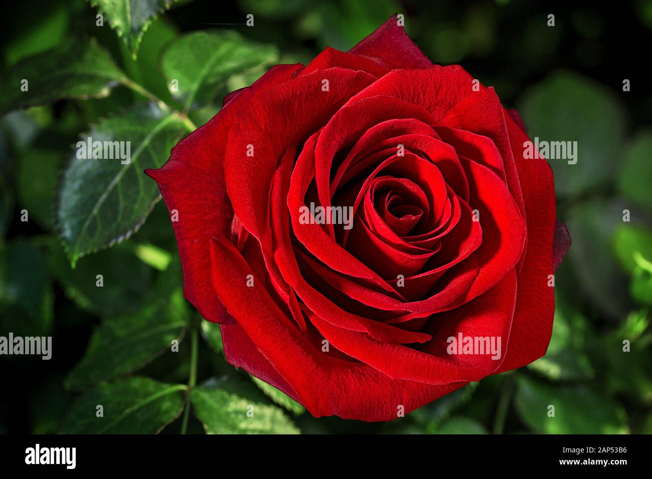 Close up bouquet beautiful roses hi-res stock photography and images ...