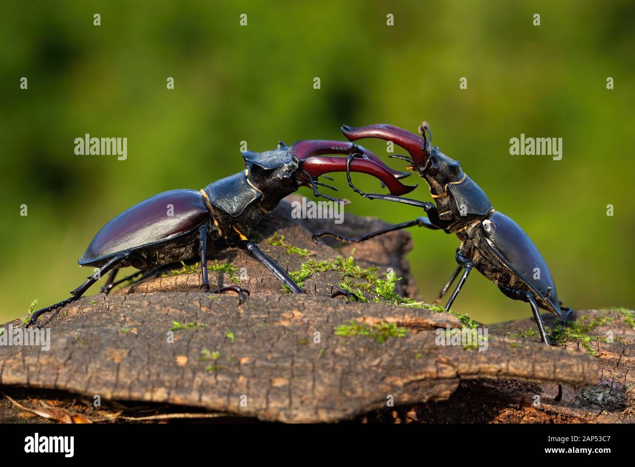Majestic stag beetles standing against each other ready to fight Stock ...