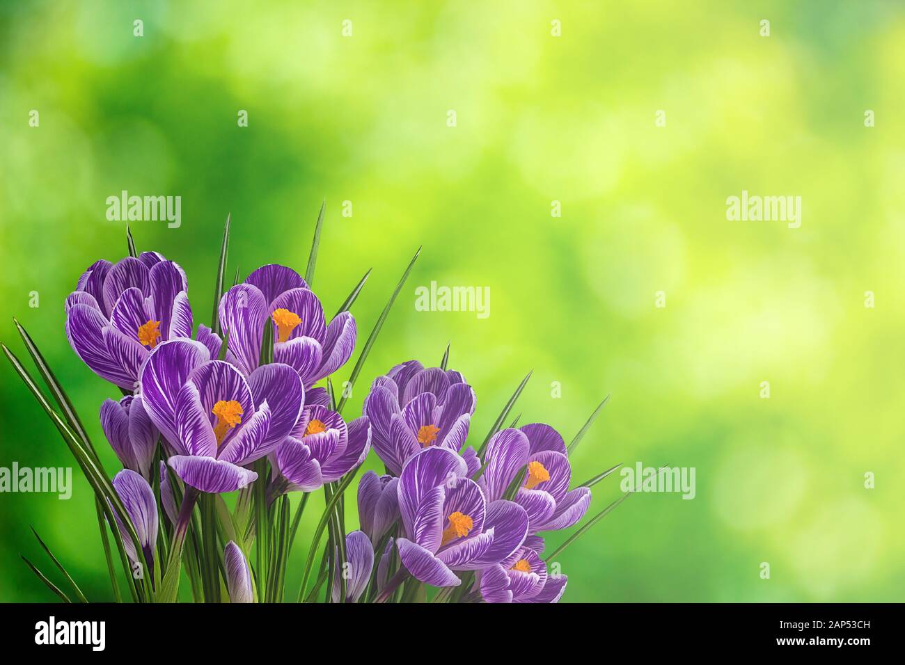 Snowdrop abstract green nature background Stock Photo - Alamy