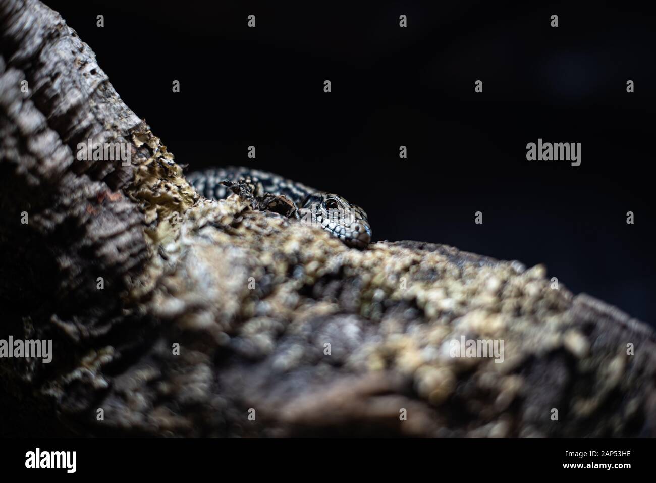 portrait of live monitor lizard varan dof sharp focus space for text ...